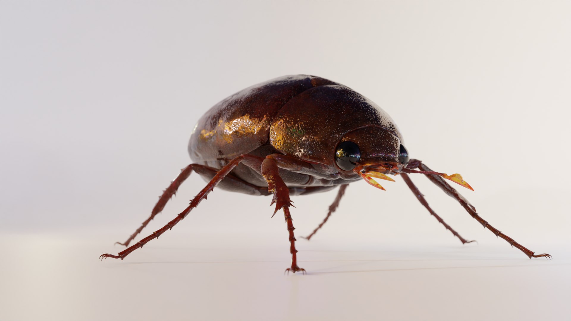 June Beetle 3D Model - TurboSquid 2122953