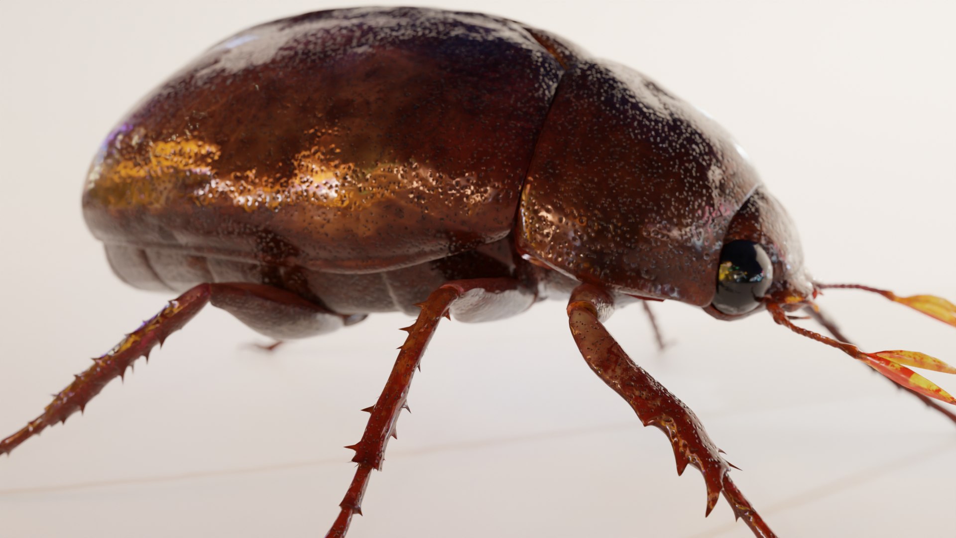 June Beetle 3D Model - TurboSquid 2122953