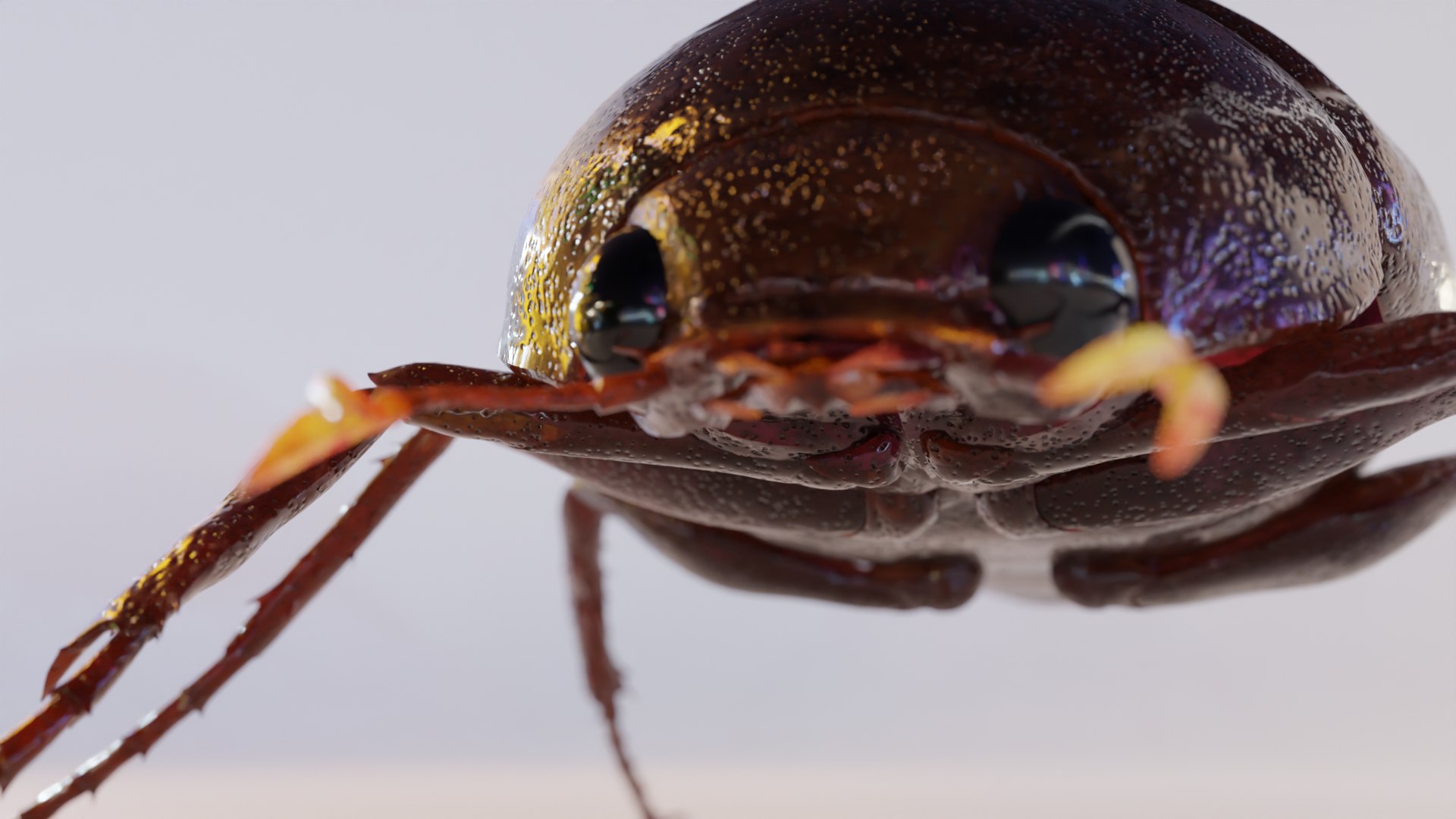 June Beetle 3D Model - TurboSquid 2122953