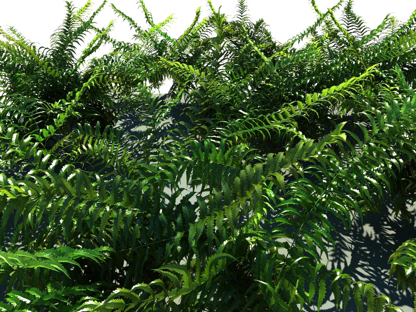 3d model fern ecosystems pack 24