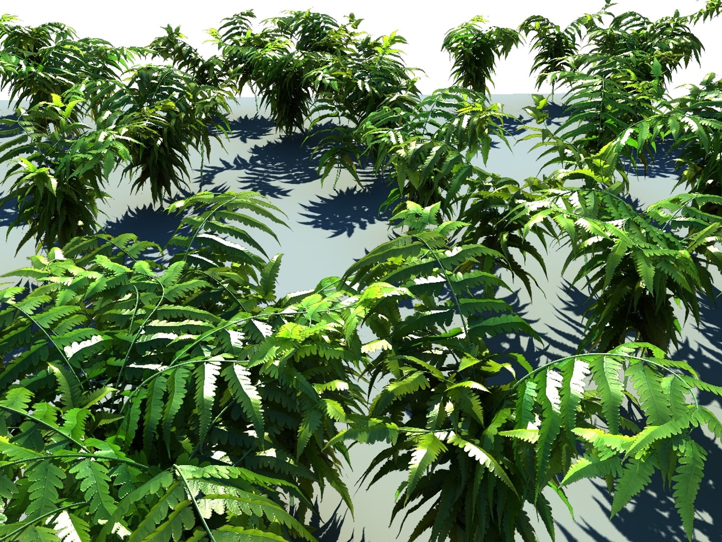 3d model fern ecosystems pack 24