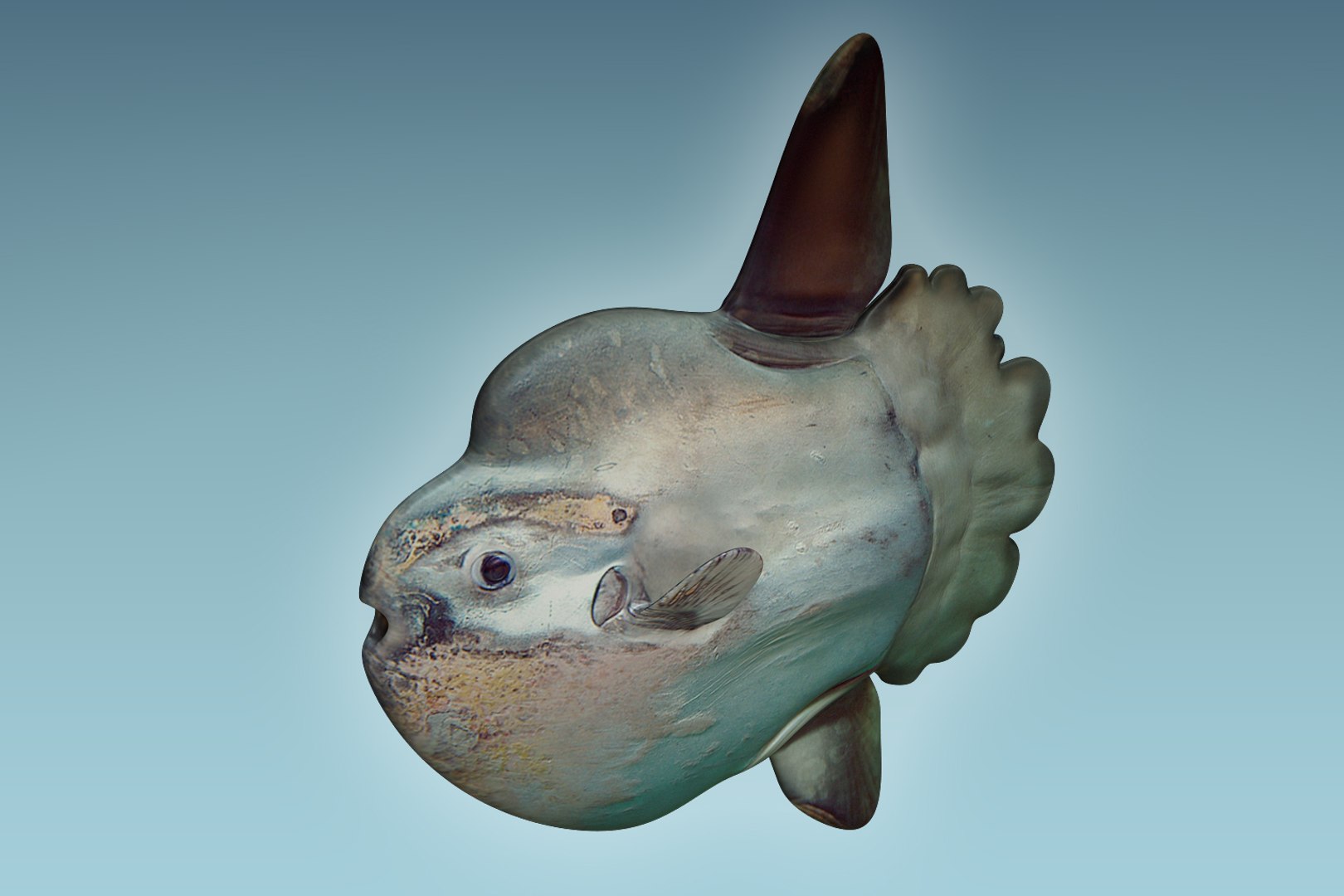 3D Model Sunfish 2 Fish - TurboSquid 1202994