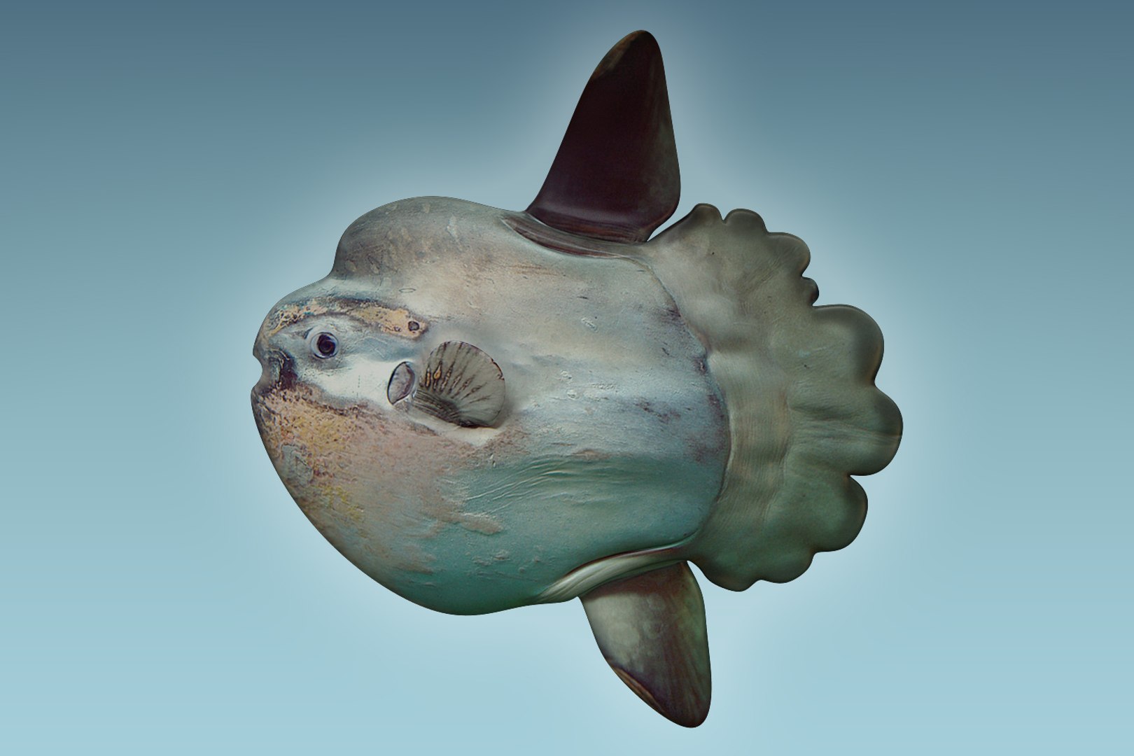 3D Model Sunfish 2 Fish - TurboSquid 1202994