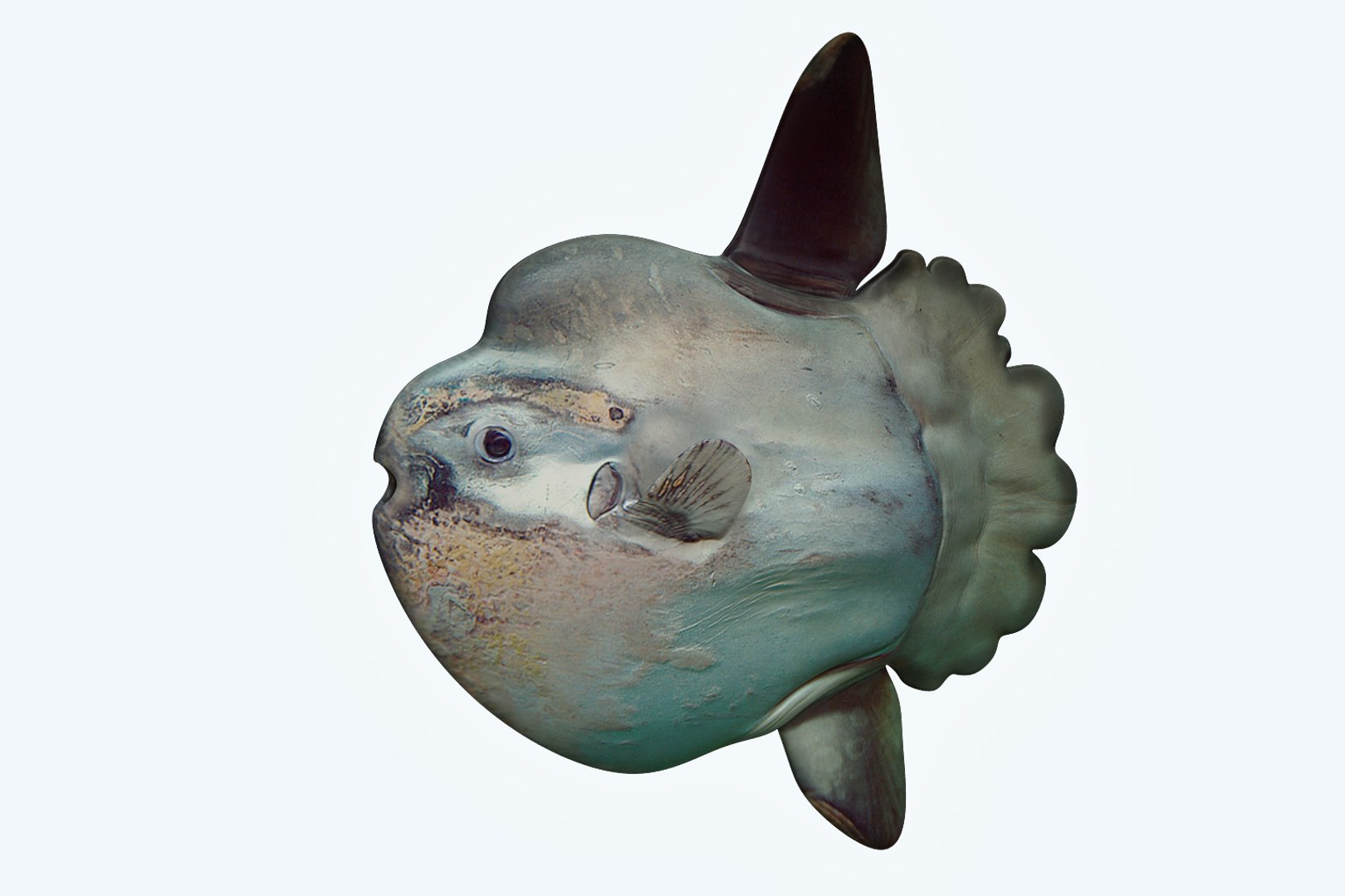 3D Model Sunfish 2 Fish - TurboSquid 1202994