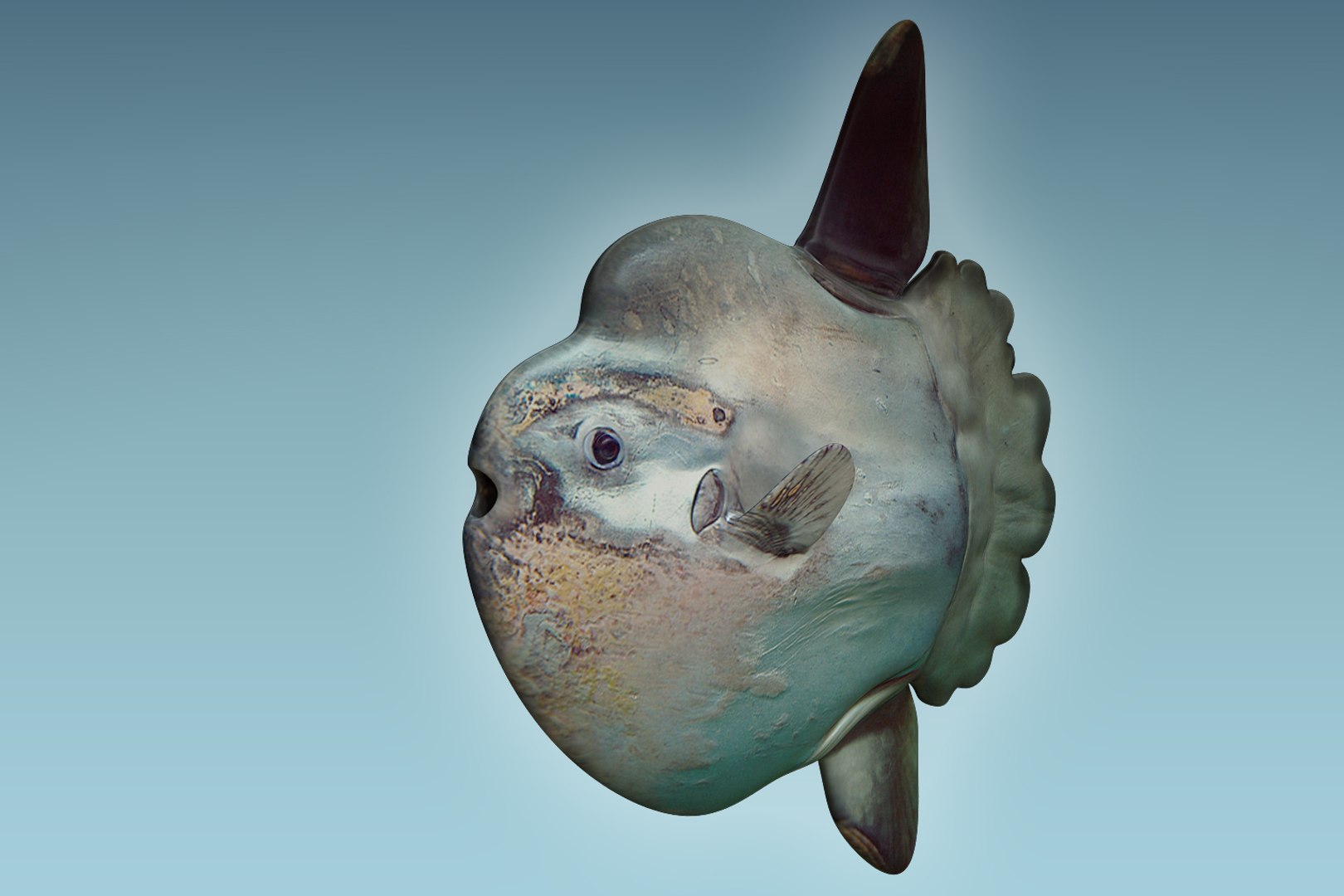 3D Model Sunfish 2 Fish - TurboSquid 1202994