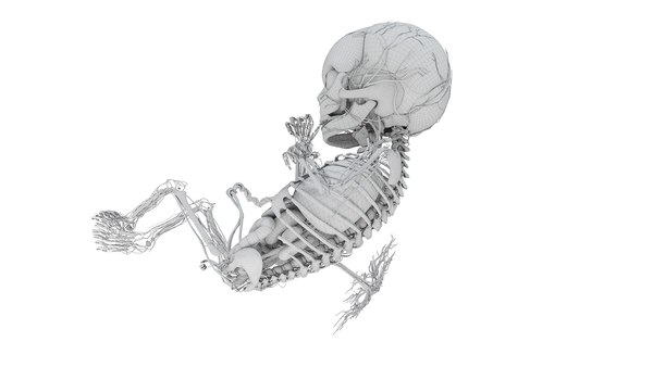 modelo 3d Anatomía del feto Semana 25 Animada - TurboSquid 1804737