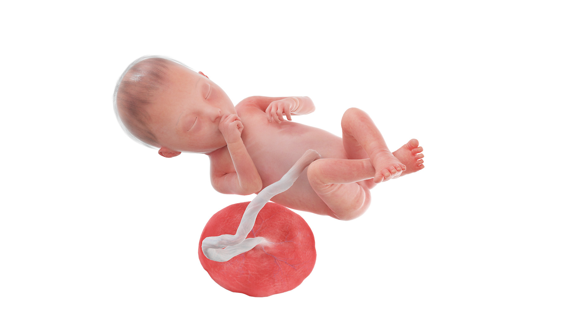3D model Fetus Anatomy Week 25 Animated - TurboSquid 1804737