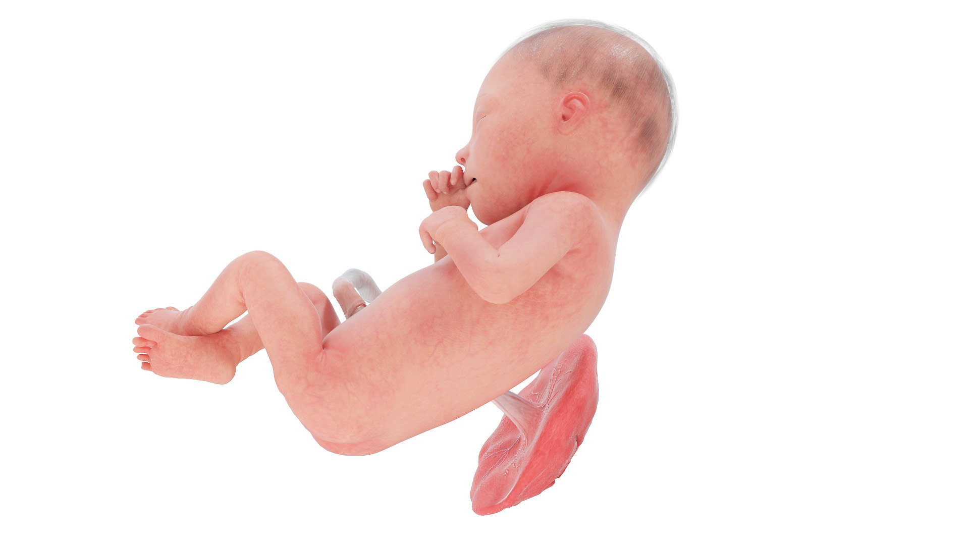 3D model Fetus Anatomy Week 25 Animated - TurboSquid 1804737