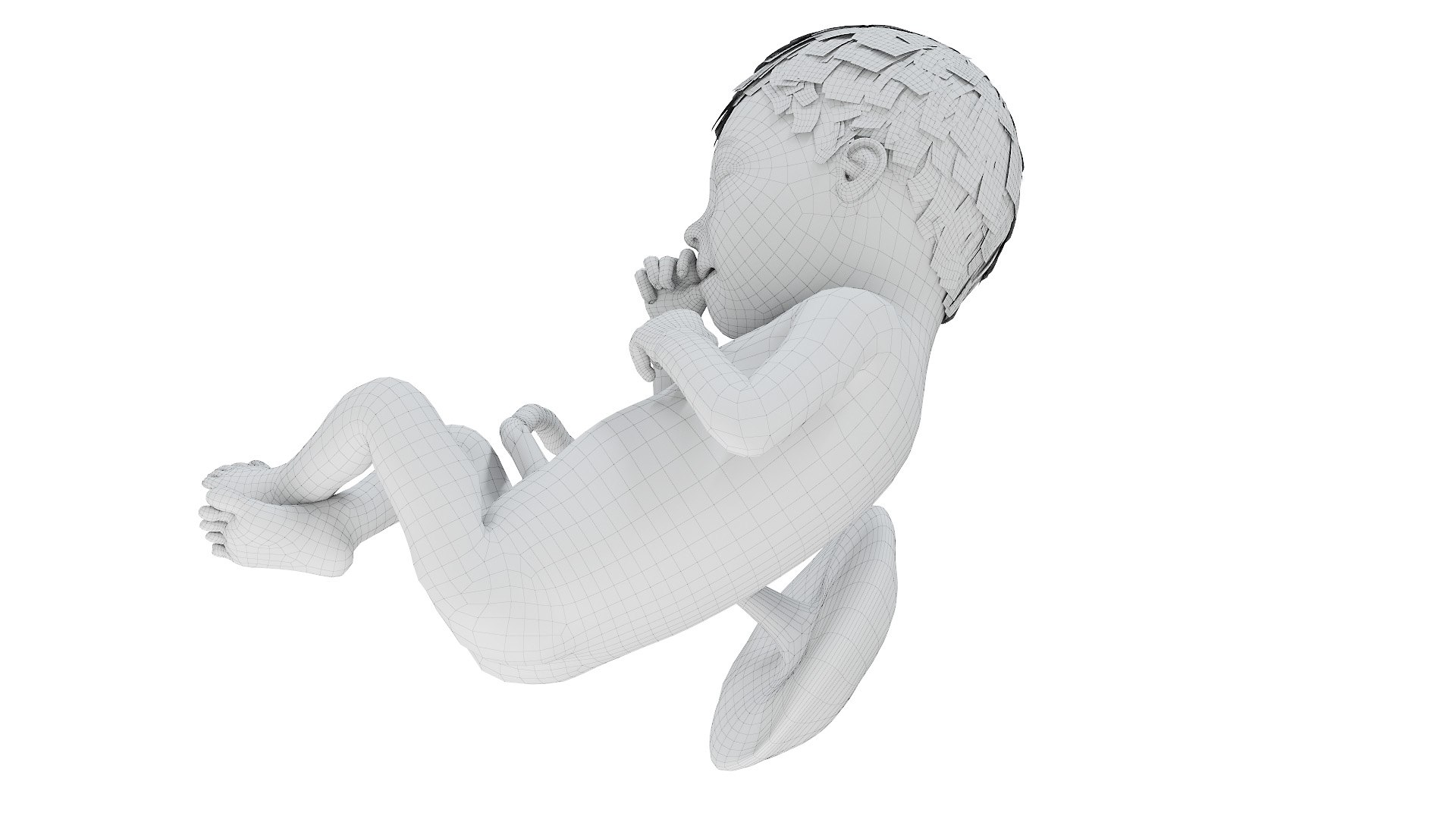 3D model Fetus Anatomy Week 25 Animated - TurboSquid 1804737