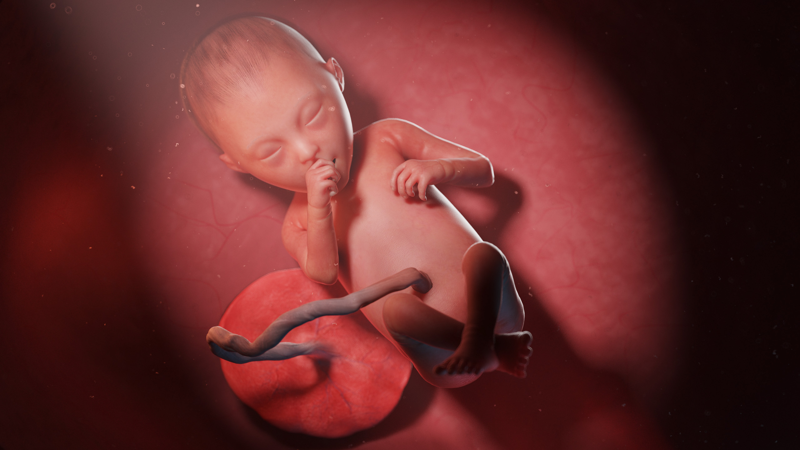 3D model Fetus Anatomy Week 25 Animated - TurboSquid 1804737