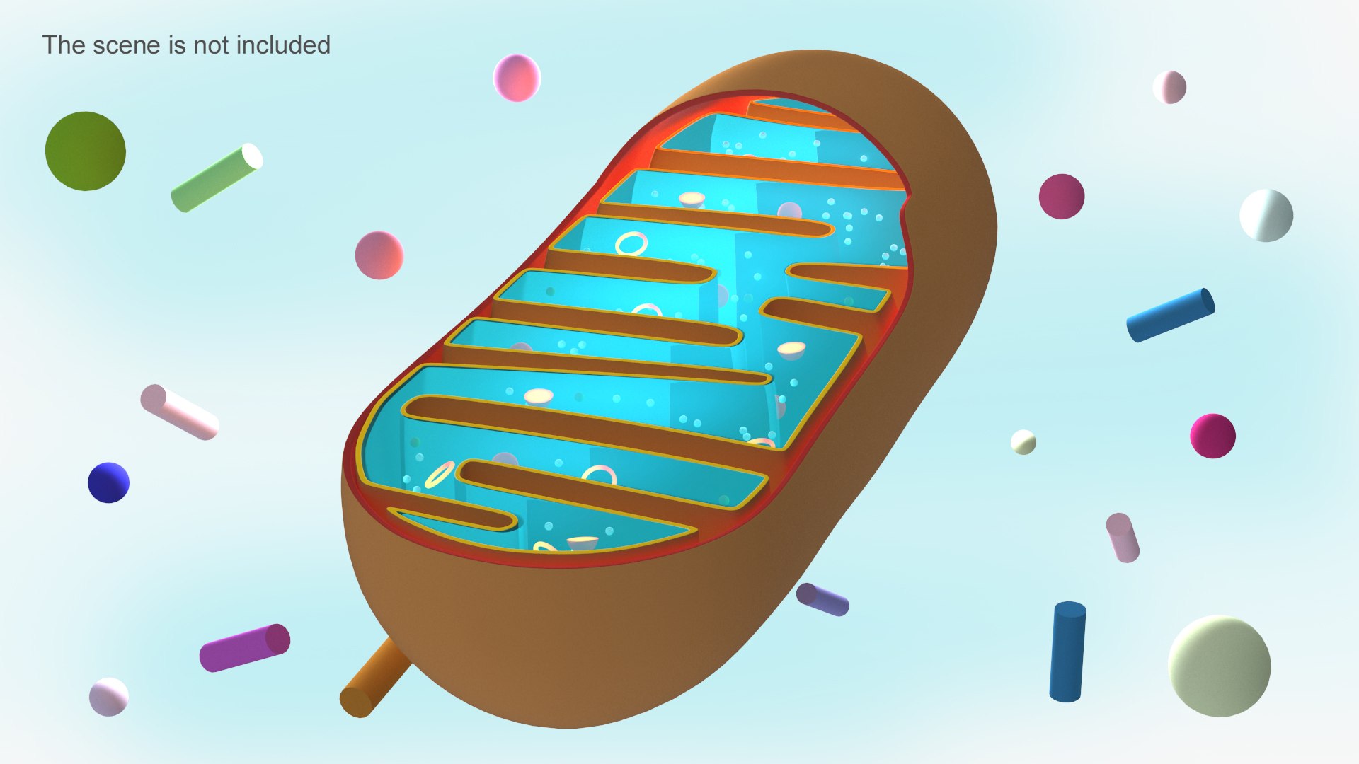 3D Model Mitochondrial Structure - TurboSquid 2221486