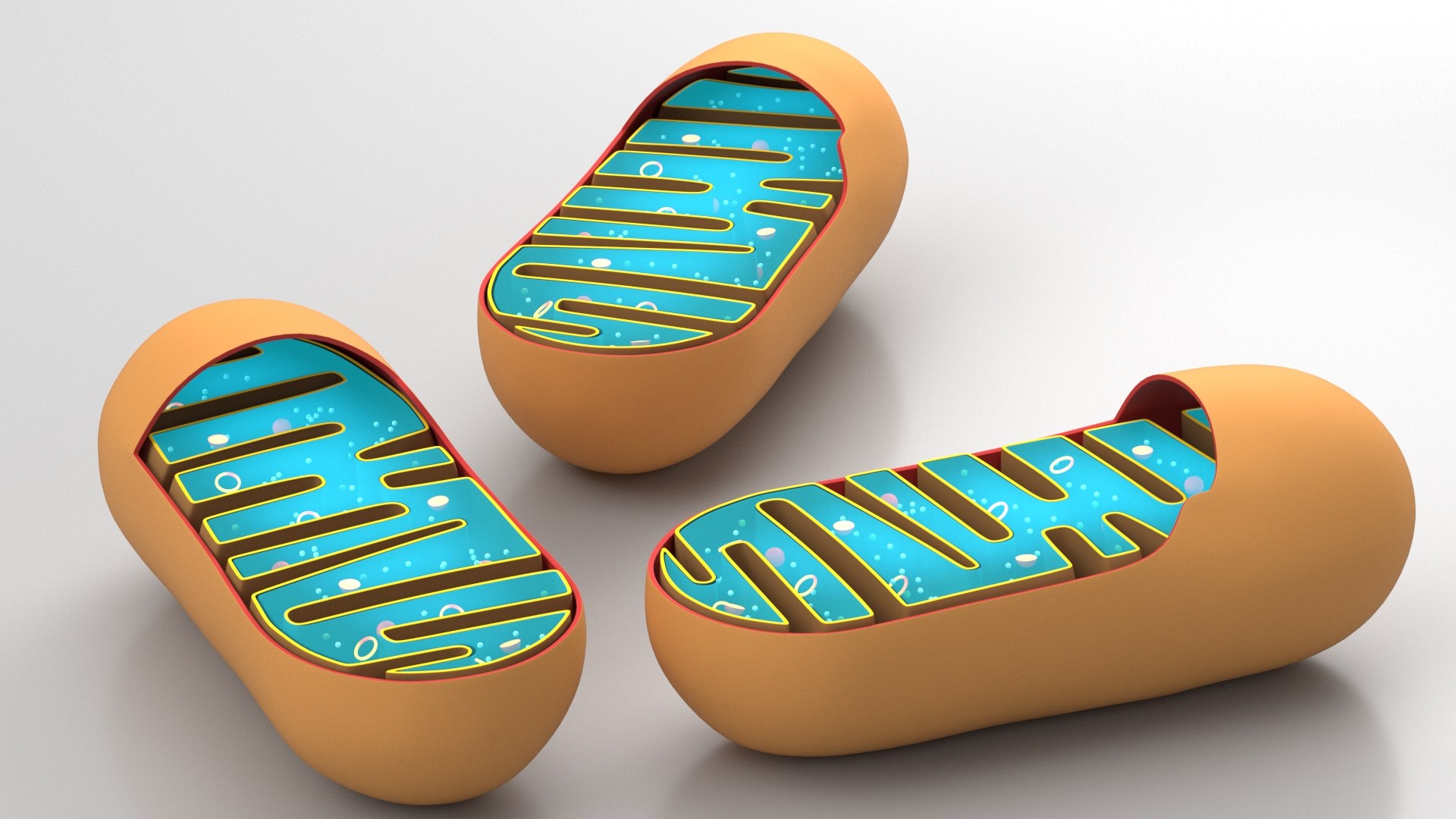 3D Model Mitochondrial Structure - TurboSquid 2221486