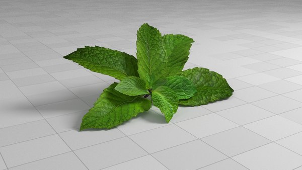 modelo 3d Menta animada - TurboSquid 1523214