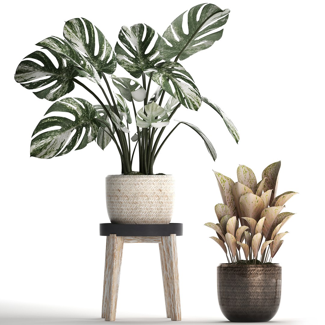 3D exotic plants monstera - TurboSquid 1513035