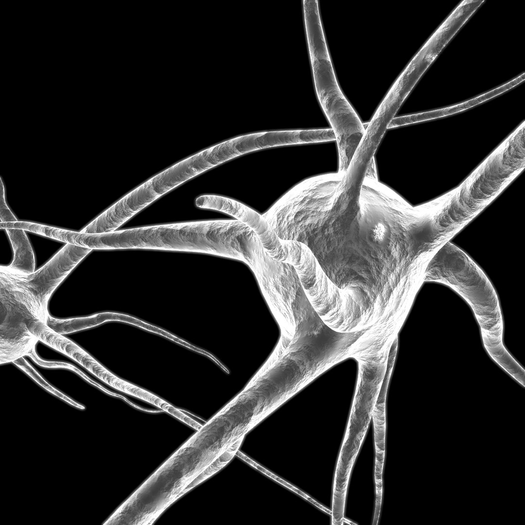 3d Model Of 3 Neurons