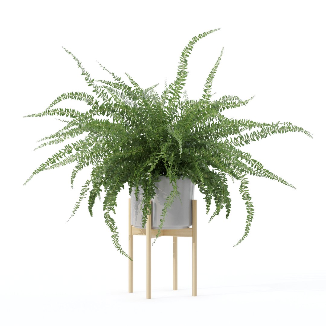Big Fern In Modern Flower Pot 3D Model - TurboSquid 2184736