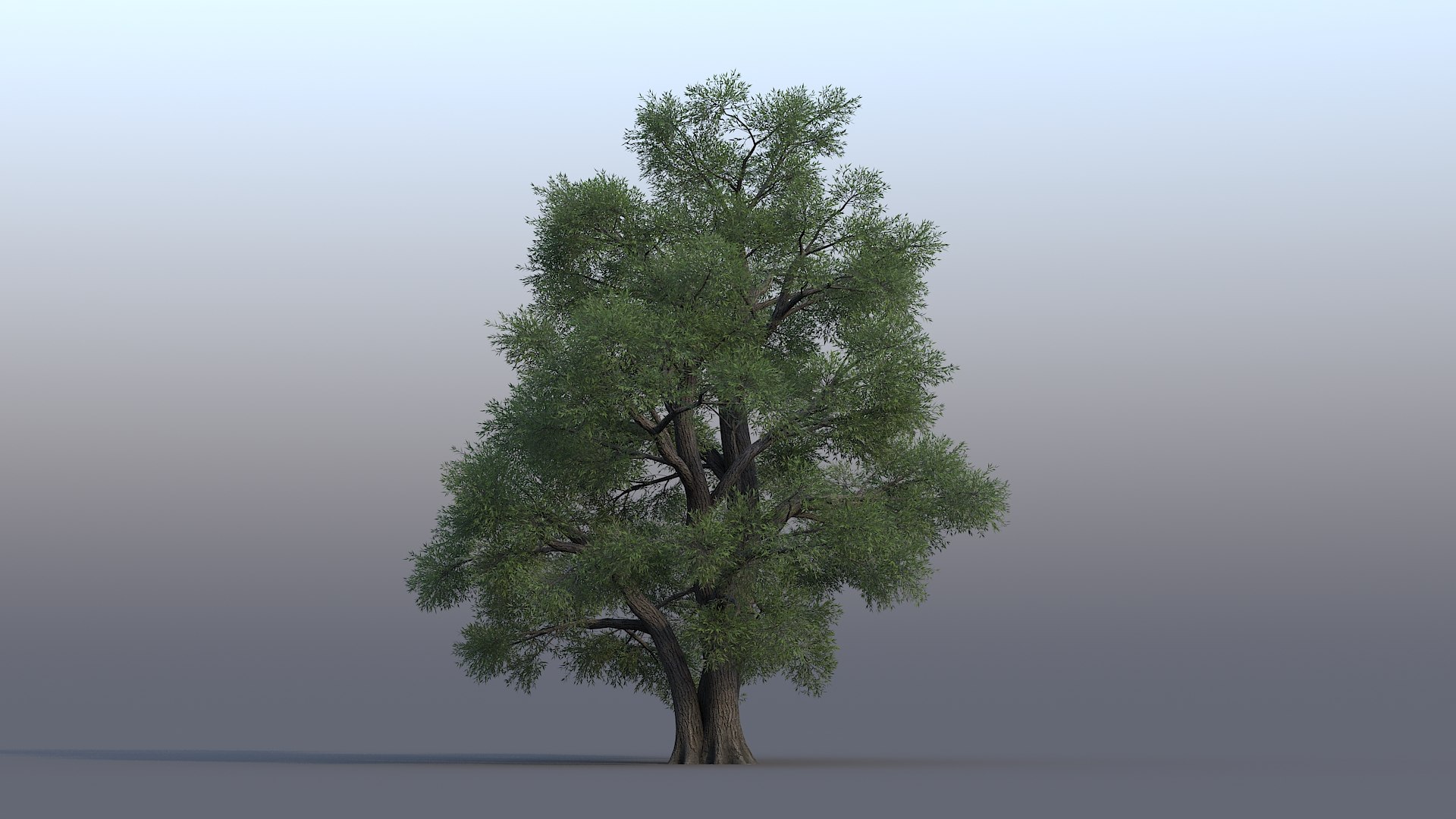 3D Willow Tree 02 - TurboSquid 1948237