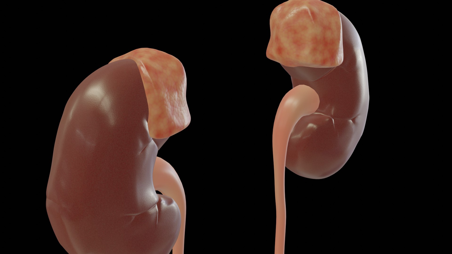 Urinary Model - TurboSquid 1444466