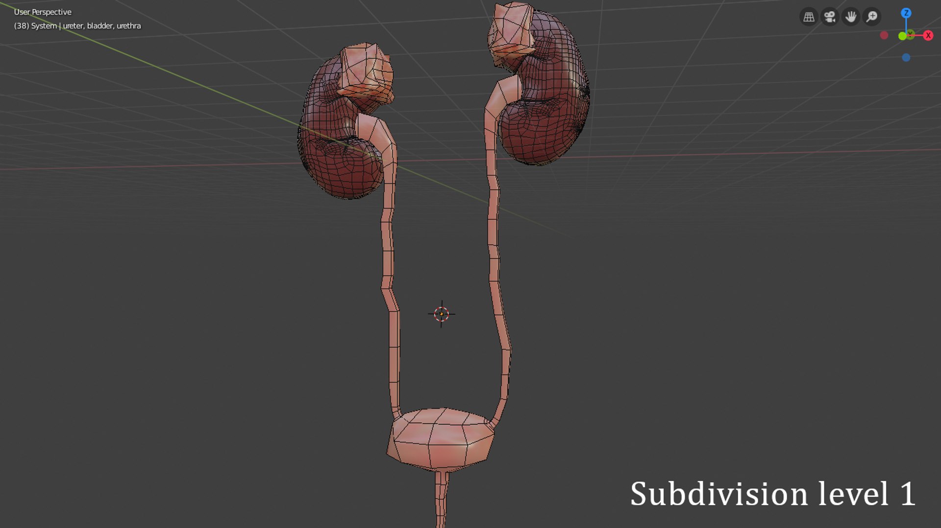 Urinary Model - TurboSquid 1444466