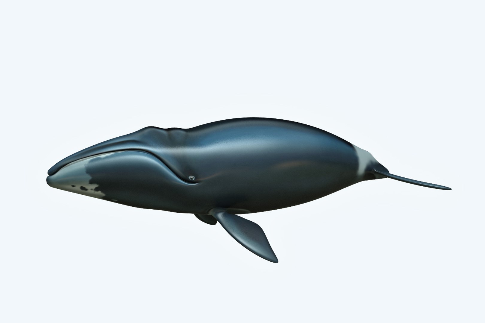 3D whale bowhead model - TurboSquid 1199639