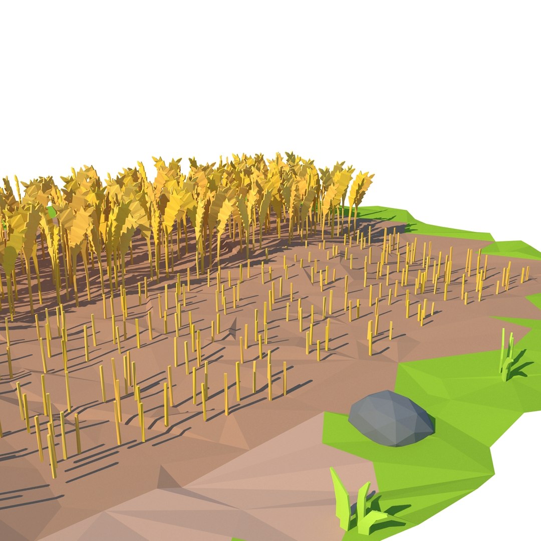 3d Cartoon Field