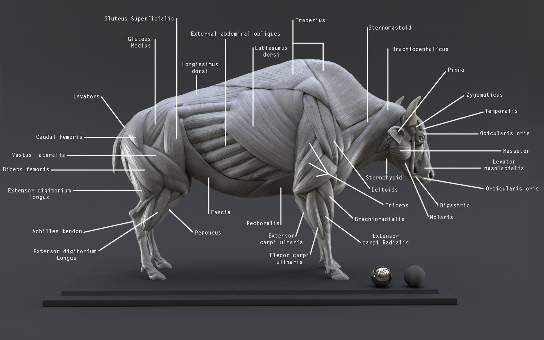 3D Digital Bison Ecorche Study - TurboSquid 1257587
