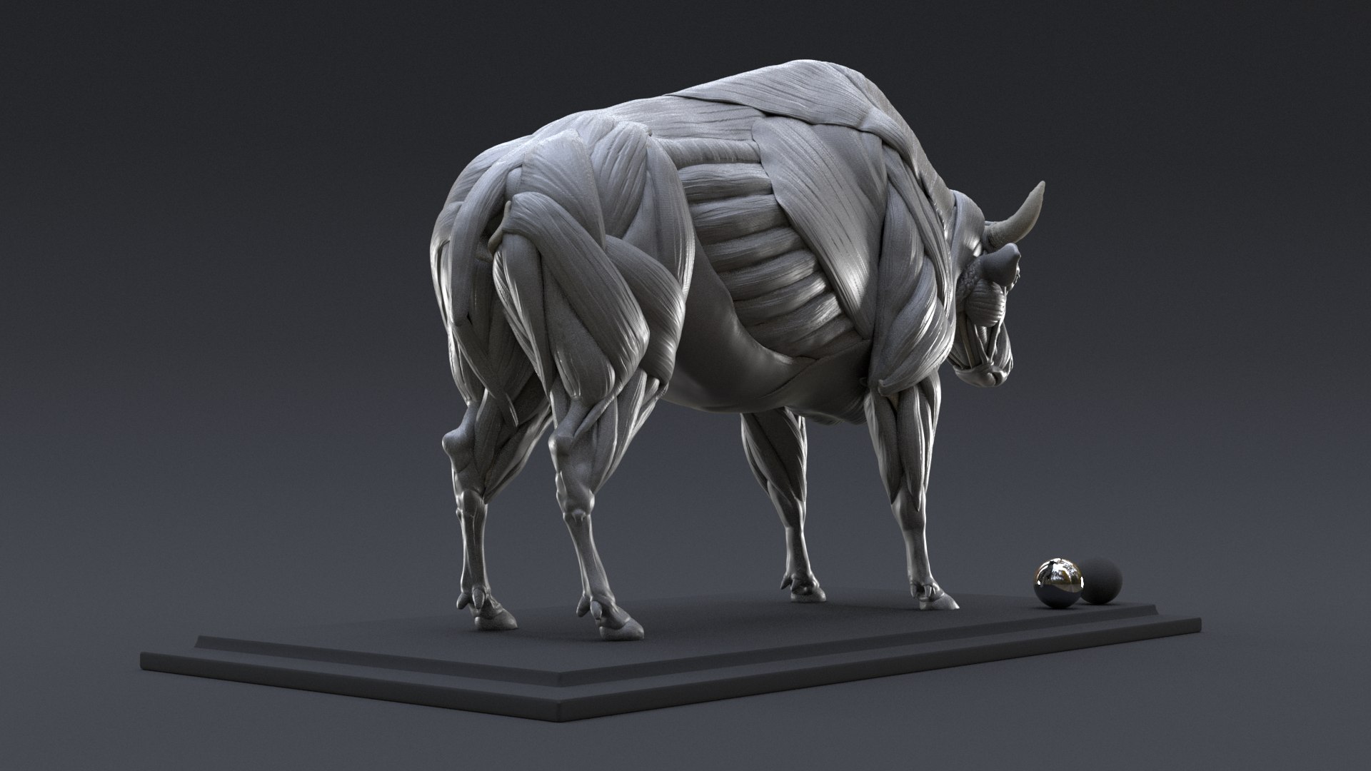 3D Digital Bison Ecorche Study - TurboSquid 1257587