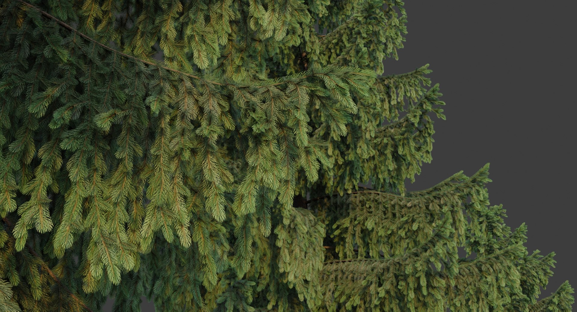 3D Model XfrogPlants Morinda Spruce - Picea Smithiana - TurboSquid 1780876