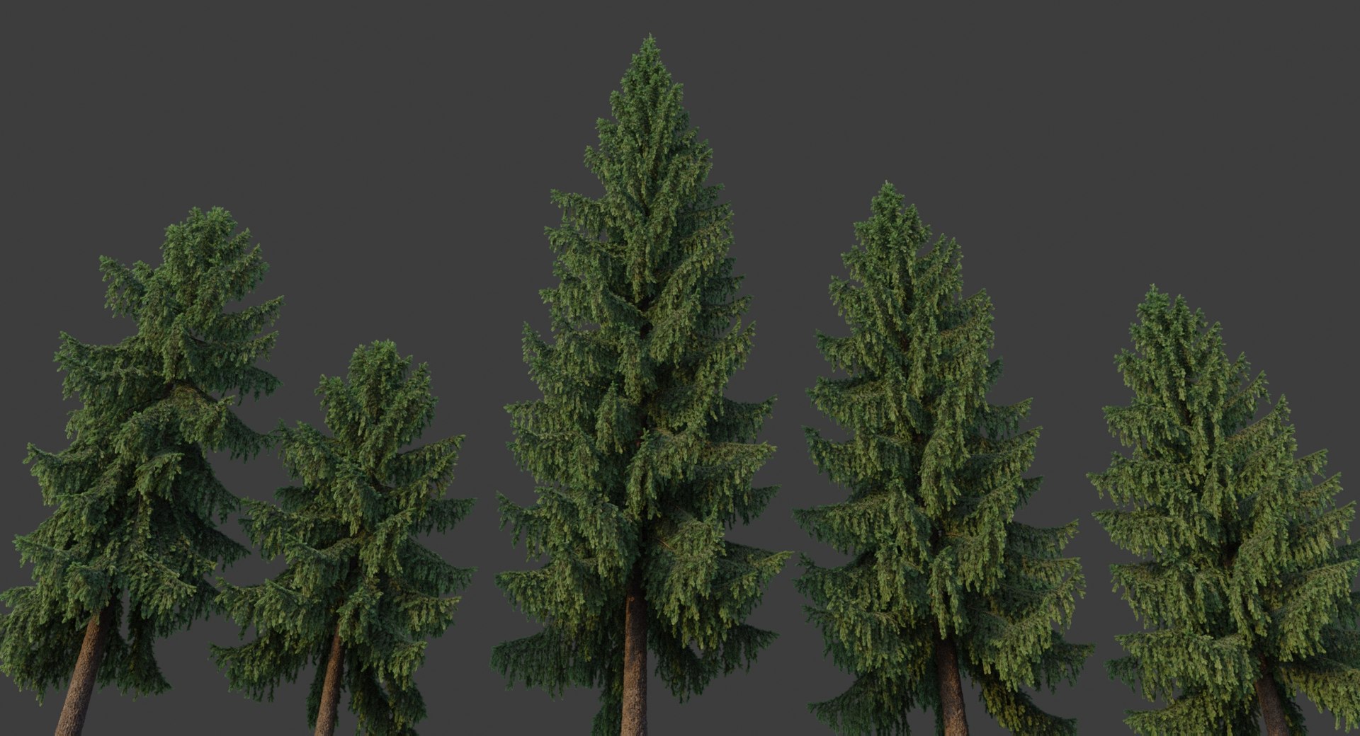 3D Model XfrogPlants Morinda Spruce - Picea Smithiana - TurboSquid 1780876