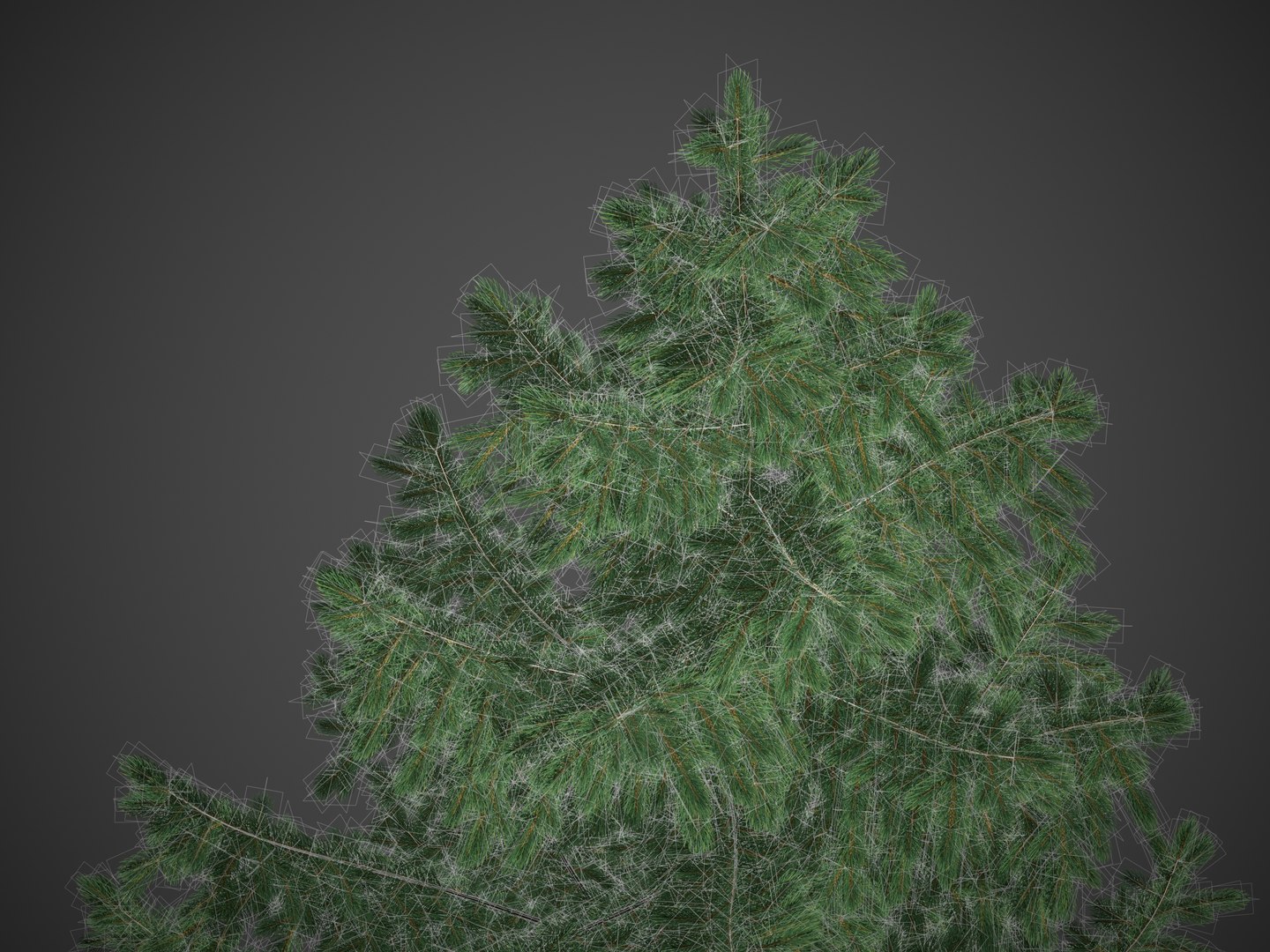 3D Model XfrogPlants Morinda Spruce - Picea Smithiana - TurboSquid 1780876