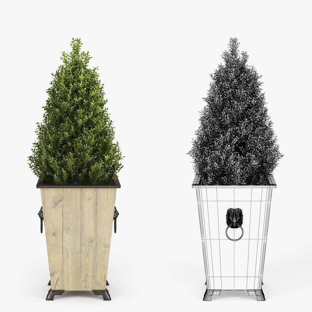 3D Boxwood Box Model - TurboSquid 1228069