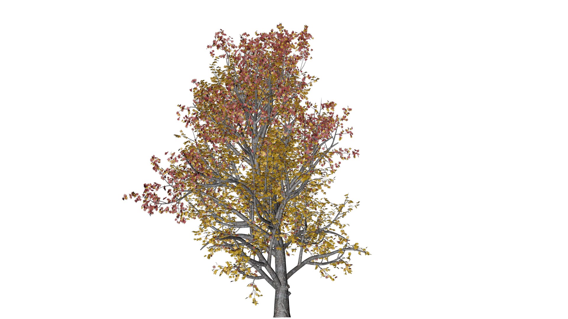 Mountain Maple Tree In Fall - 10 - 3D Model - TurboSquid 2377572