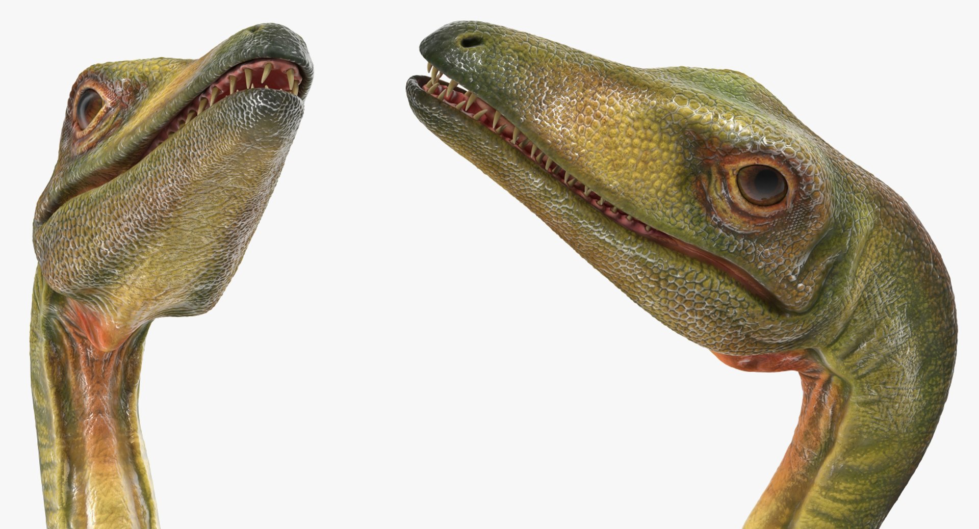 Dinosaur Compsognathus Worried Pose 3D Model - TurboSquid 1285564