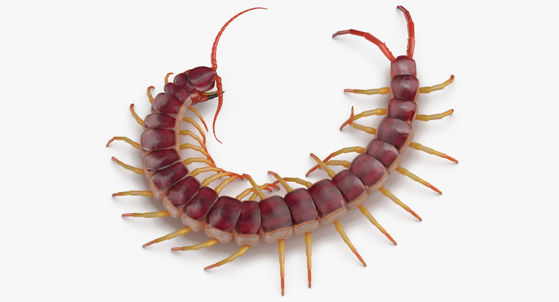 Centipede Coiled 3D Model - TurboSquid 1375570