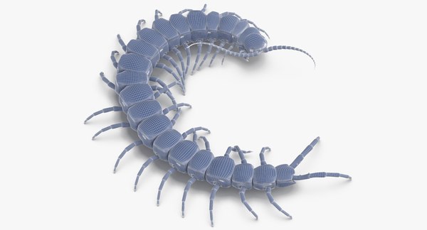 modelo 3d Centipede Enrollado - TurboSquid 1375570