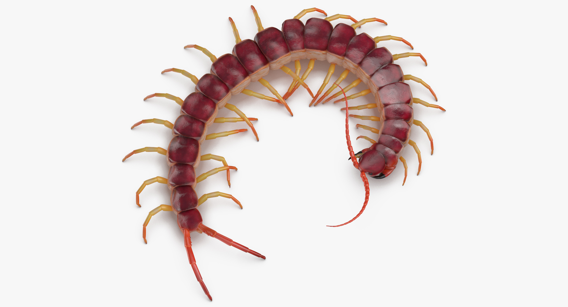 지 네 코일 3D 모델 - TurboSquid 1375570