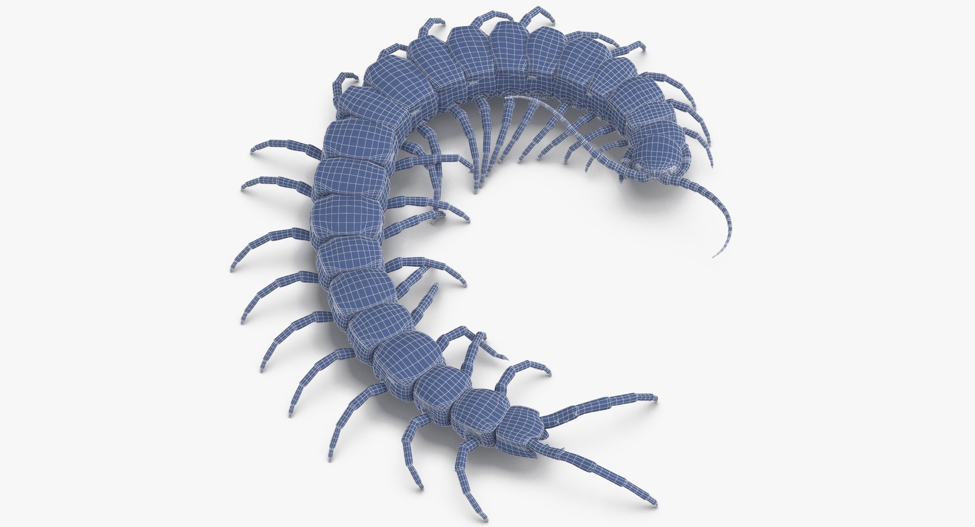 Centipede Coiled 3D Model - TurboSquid 1375570