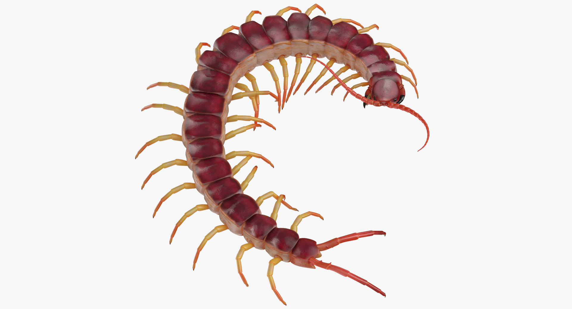 modelo 3d Centipede Enrollado - TurboSquid 1375570