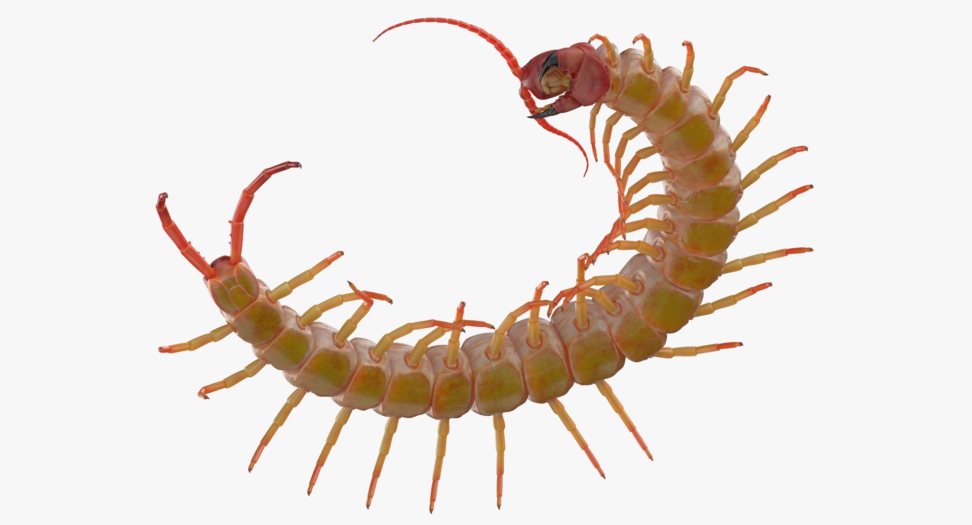 Centipede Coiled 3D Model - TurboSquid 1375570