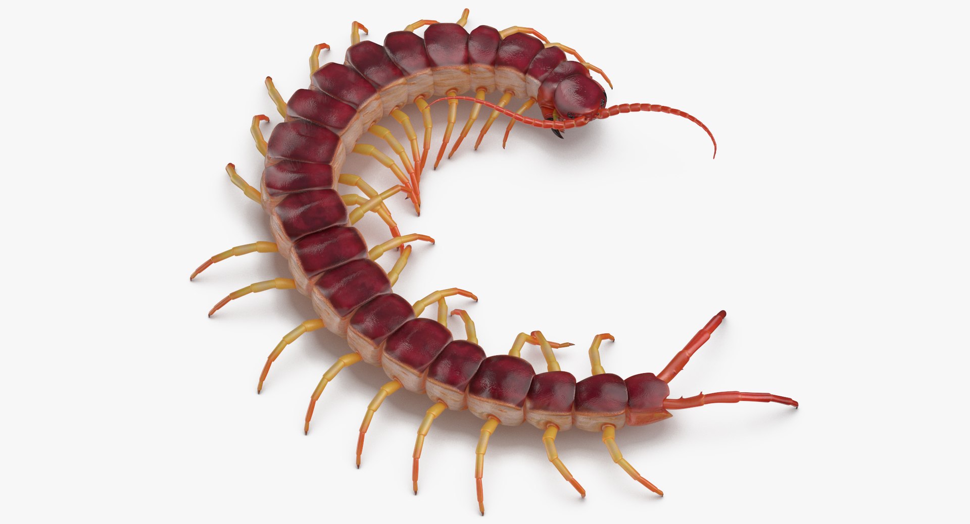 Centipede Coiled 3D Model - TurboSquid 1375570