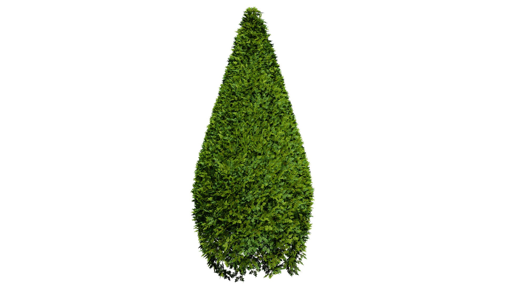 Detailed Conifer Lush Bush Model - TurboSquid 2317034