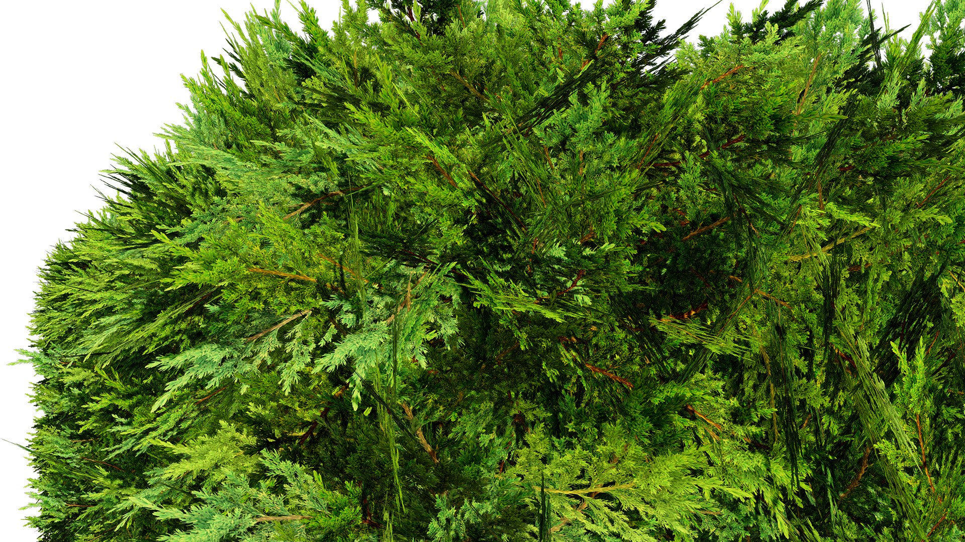 Detailed Conifer Lush Bush Model - TurboSquid 2317034