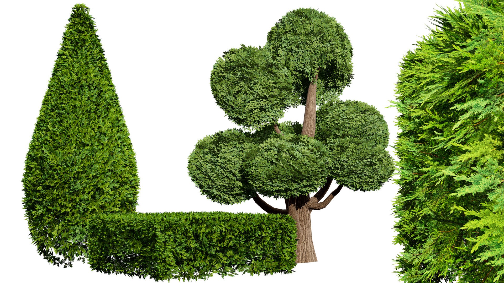 Detailed Conifer Lush Bush Model - TurboSquid 2317034
