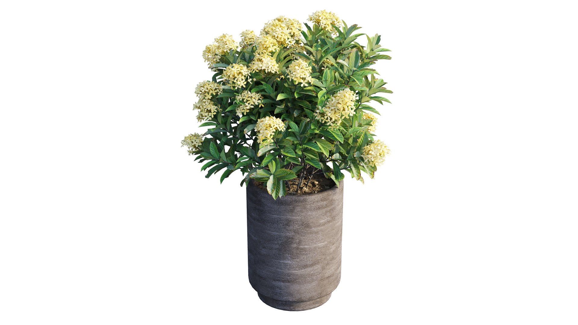 3D Plant Pot Model - TurboSquid 1644928