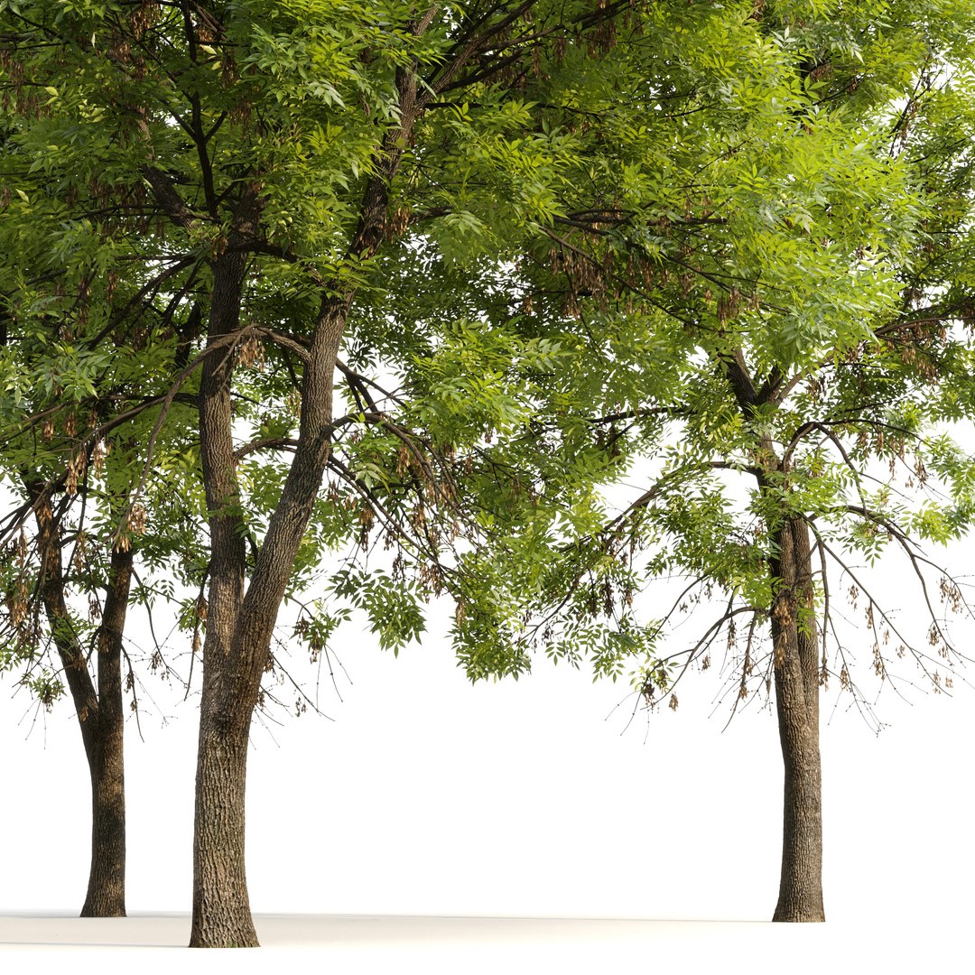 3D Model Ash-tree Fraxinus V7 - TurboSquid 1910101
