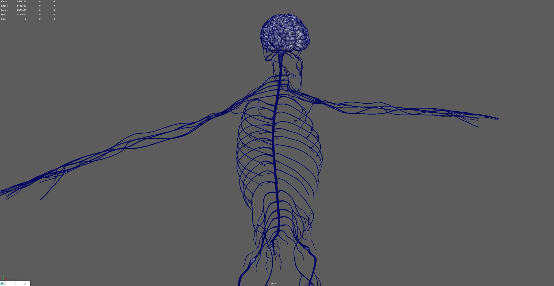 Human Anatomy System Model - TurboSquid 1834783