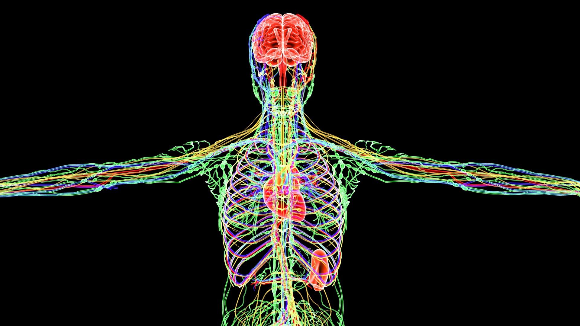 Human Anatomy System Model - TurboSquid 1834783