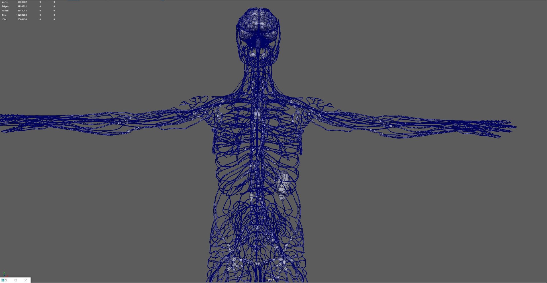 Human Anatomy System Model - TurboSquid 1834783