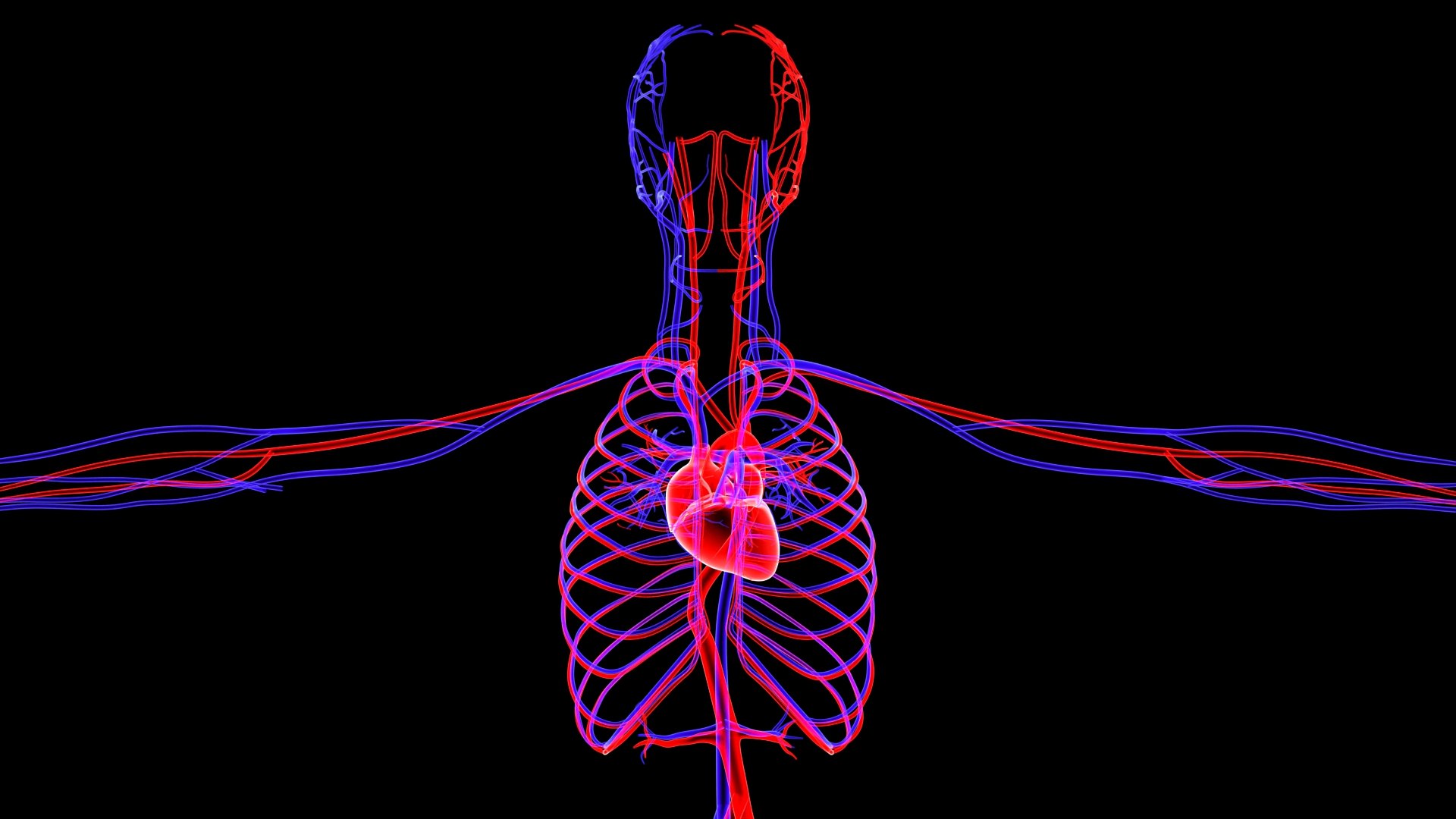 Human Anatomy System Model - TurboSquid 1834783