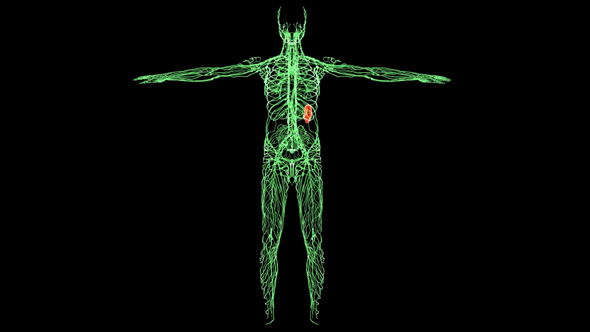 Human Anatomy System Model - TurboSquid 1834783